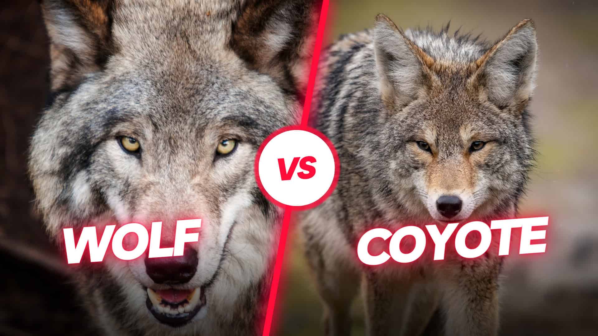 How to Tell the Difference Between a Wolf and Coyote - A-Z Animals