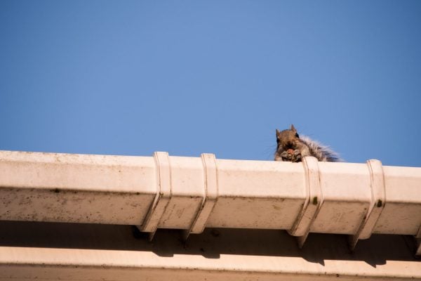 9 Animals That Love to Live in Attics (And How to Get Them to Move Out ...