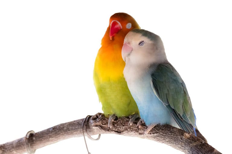 17 Animals that Sleep While Standing Up - A-Z Animals