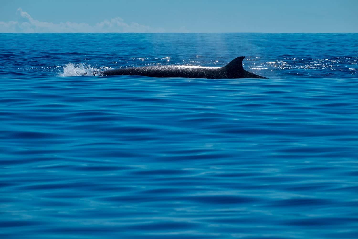 The World's Most Endangered Whales - A-Z Animals