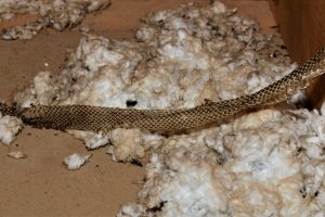 9 Animals That Love to Live in Attics (And How to Get Them to Move Out ...