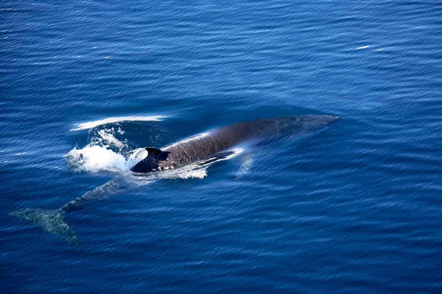 The 15 Biggest Deep-Sea Creatures Swimming Through Our Oceans - A-Z Animals