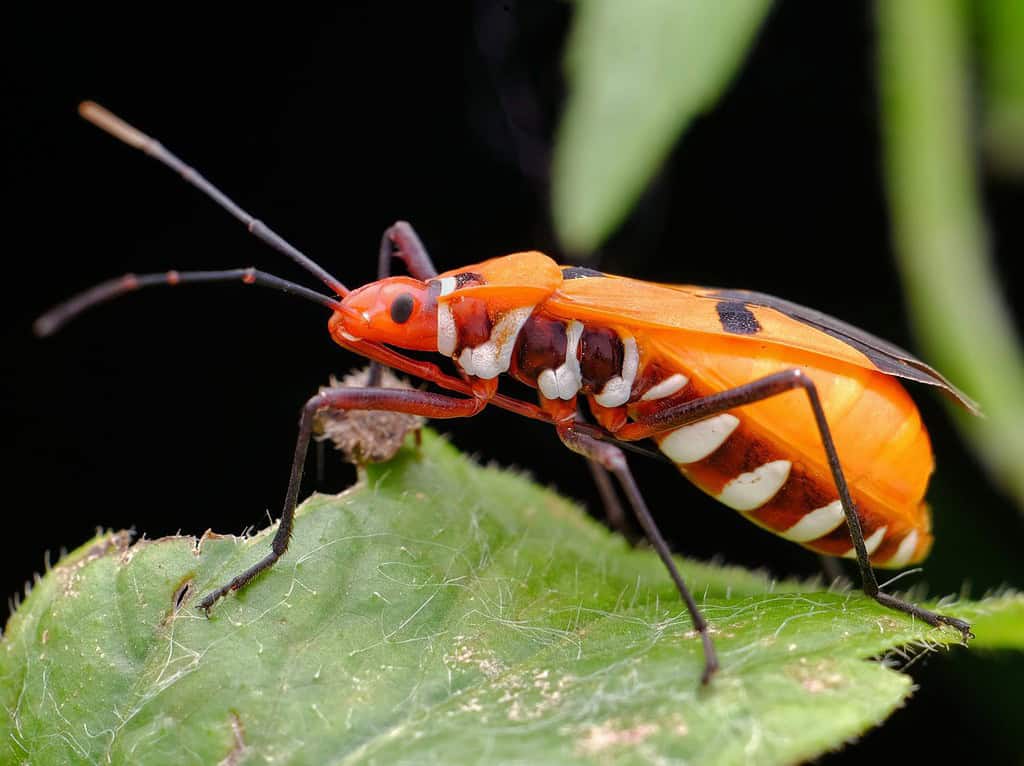 How Assassin Bugs Use Sticky Resin to Trap Their Prey - A-Z Animals
