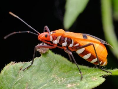 Deadliest Animals in the World That Are Smaller Than You Think