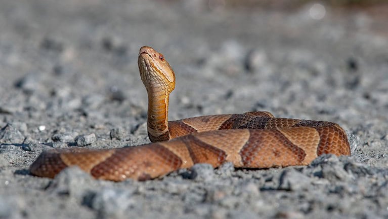 Identifying Venomous Snakes: Key Features and Facts - A-Z Animals