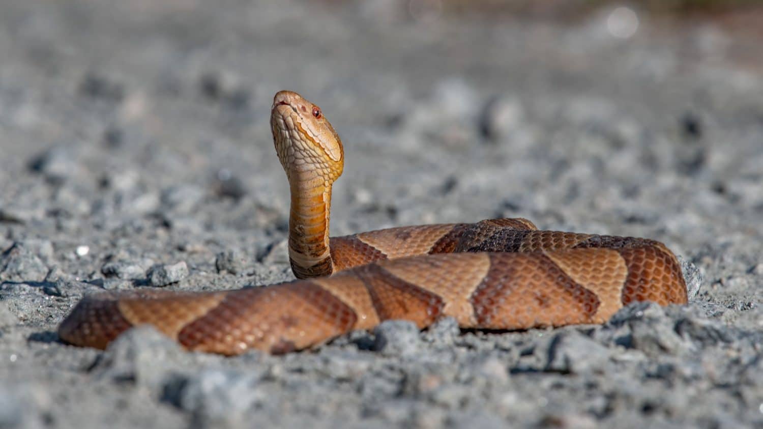 Identifying Copperhead Snakes: Characteristics and Features - A-Z Animals