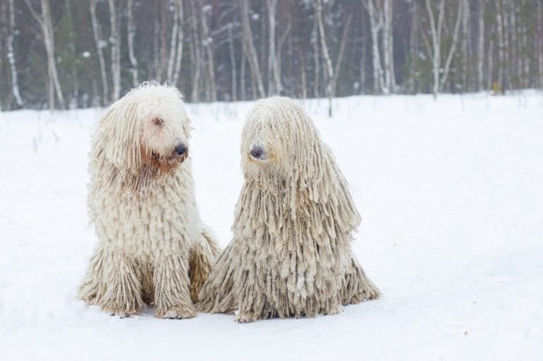 Komondor Dog Breed Complete Guide - A-Z Animals