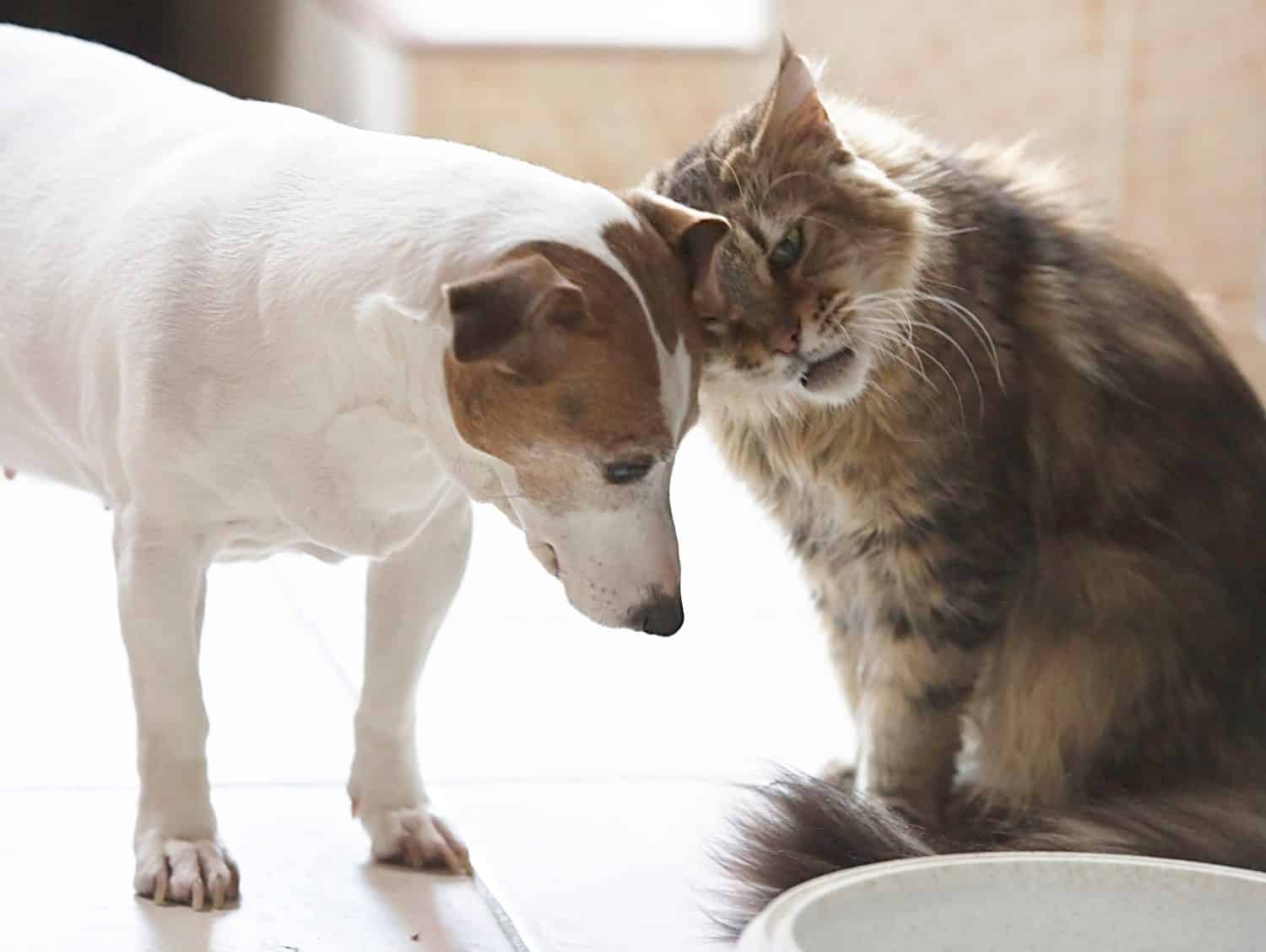 Have You Met Theodore Scritches McWiggles? - A-Z Animals