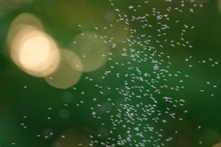 5 Easy-to-Follow Ways To Get Rid of Gnats Outside - A-Z Animals