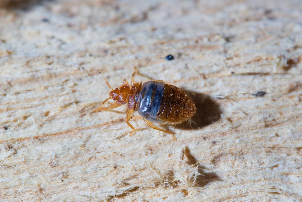 Bat Bug vs Bed Bug: 8 Key Differences and Which Is Harder to Get Rid Of ...