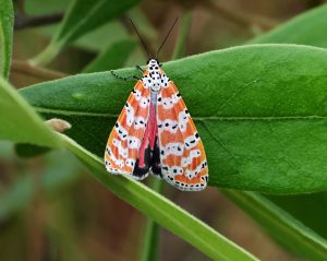 The Most Colorful Moths That Rival Butterflies - A-Z Animals