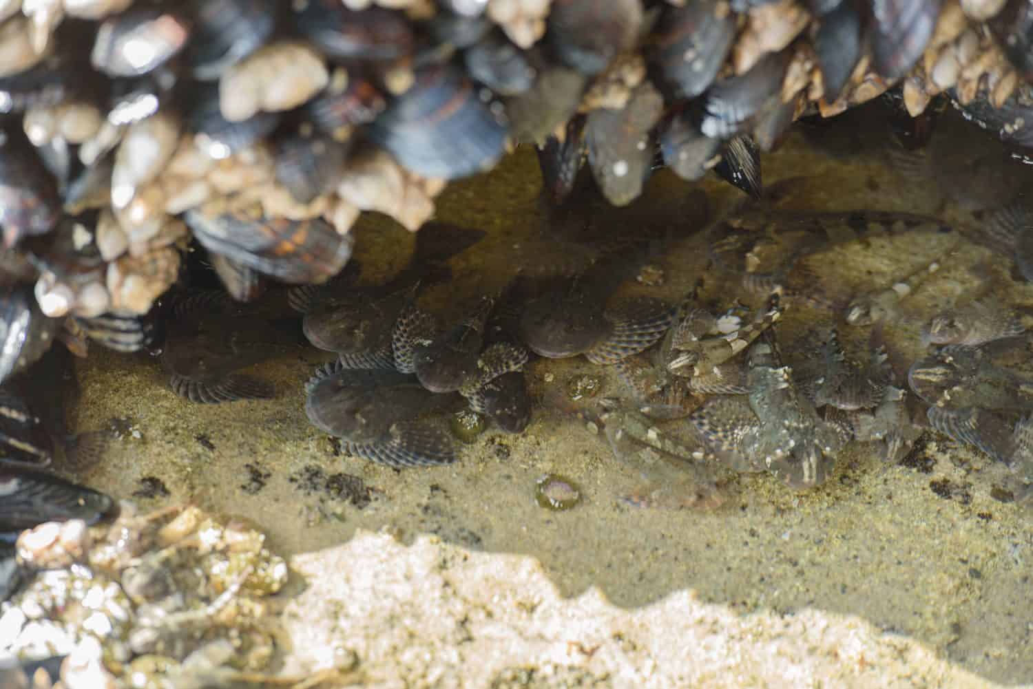 The 9 Most Common Creatures in Tide Pools - A-Z Animals