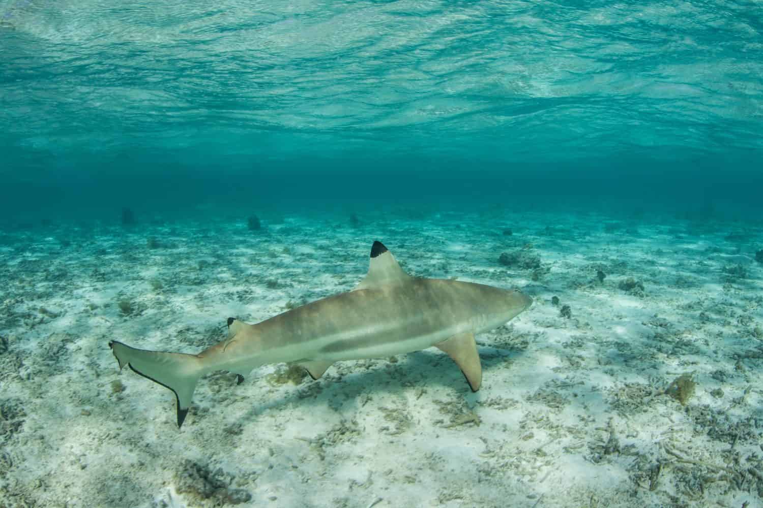 5 Florida Beaches With The Most Shark Attacks - A-Z Animals