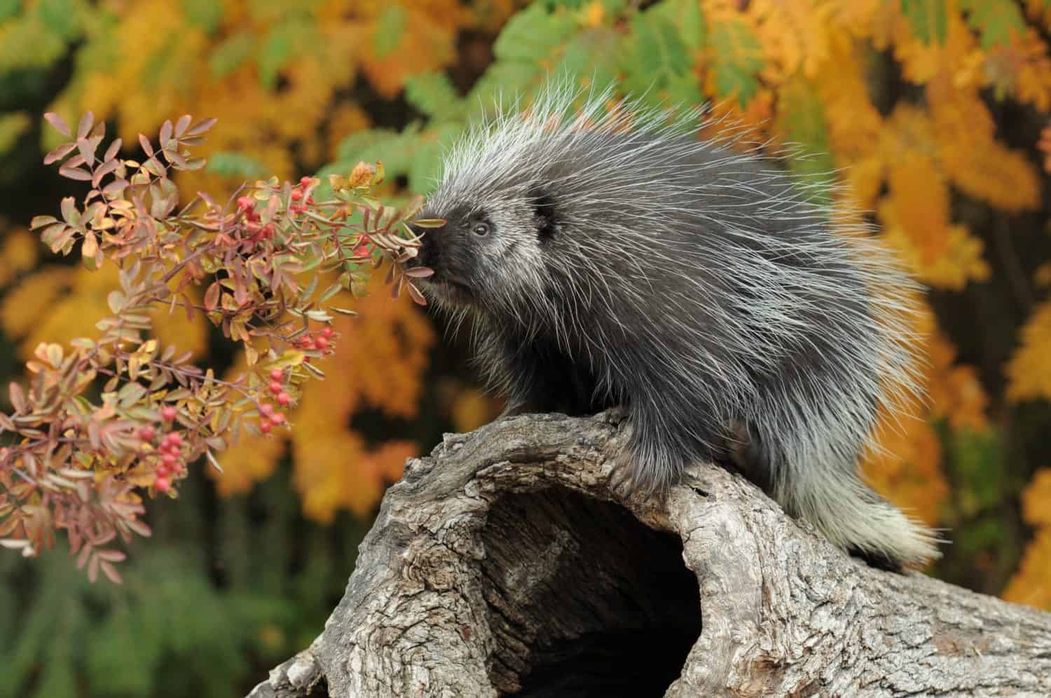 From Wolves to Whales: Animals of Lake Clark National Park - A-Z Animals