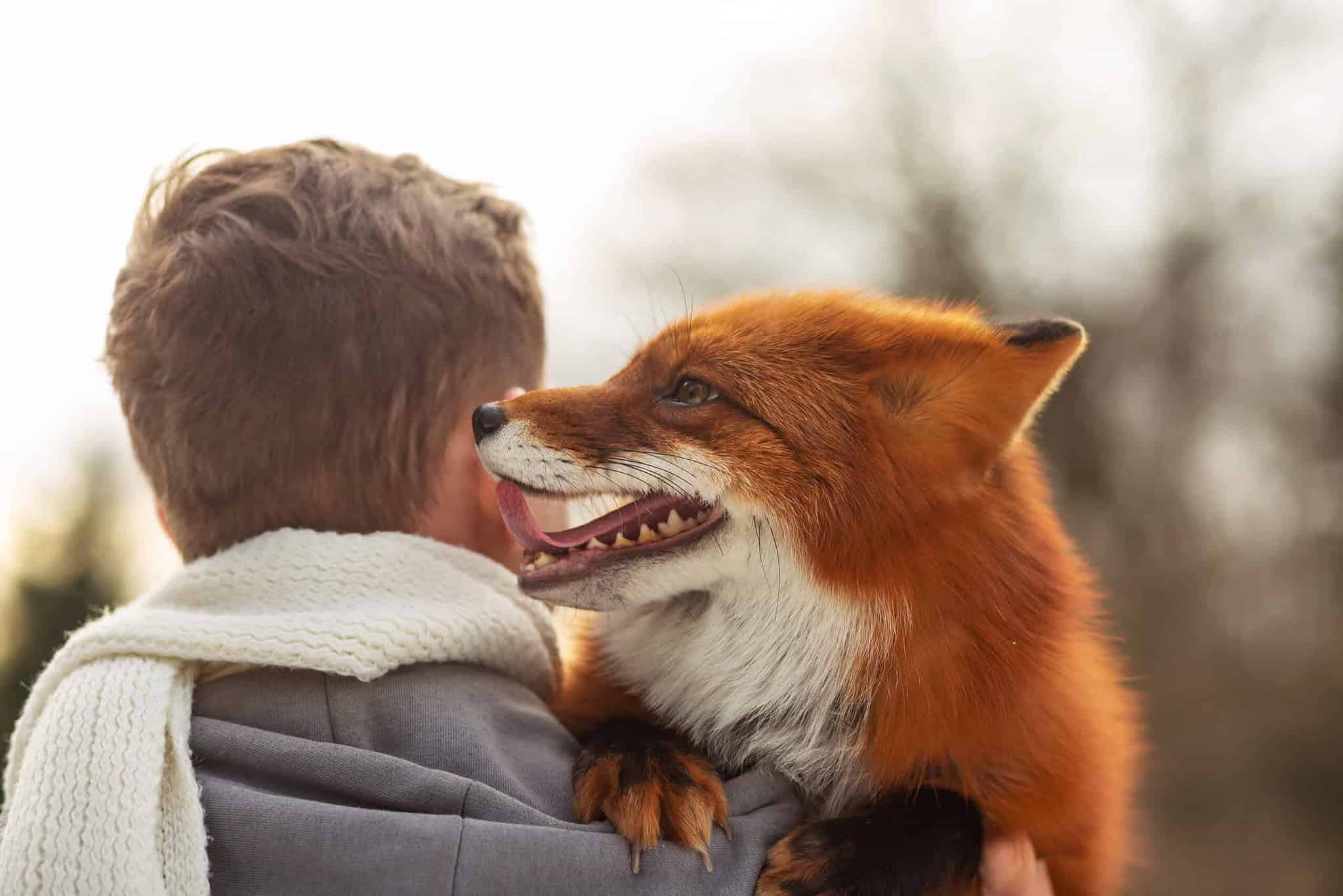 Canadian Marble Fox: What You Need to Know