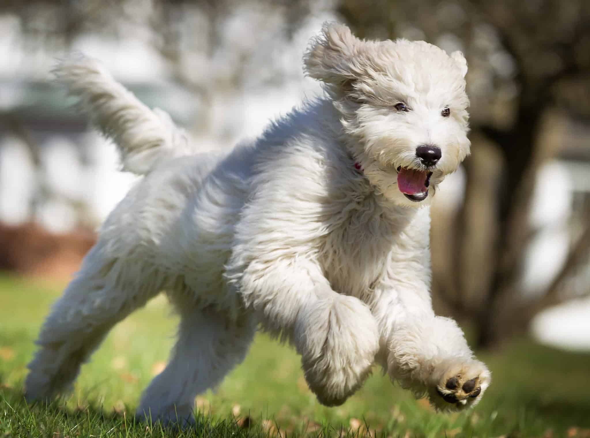 The Hidden Superpowers of Mutts: Why Mixed-Breed Dogs Often Live Longer ...
