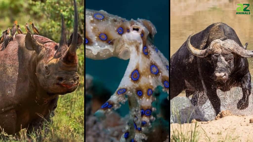 The Top 10 Scariest Animals Still Living on Planet Earth Today - A-Z ...