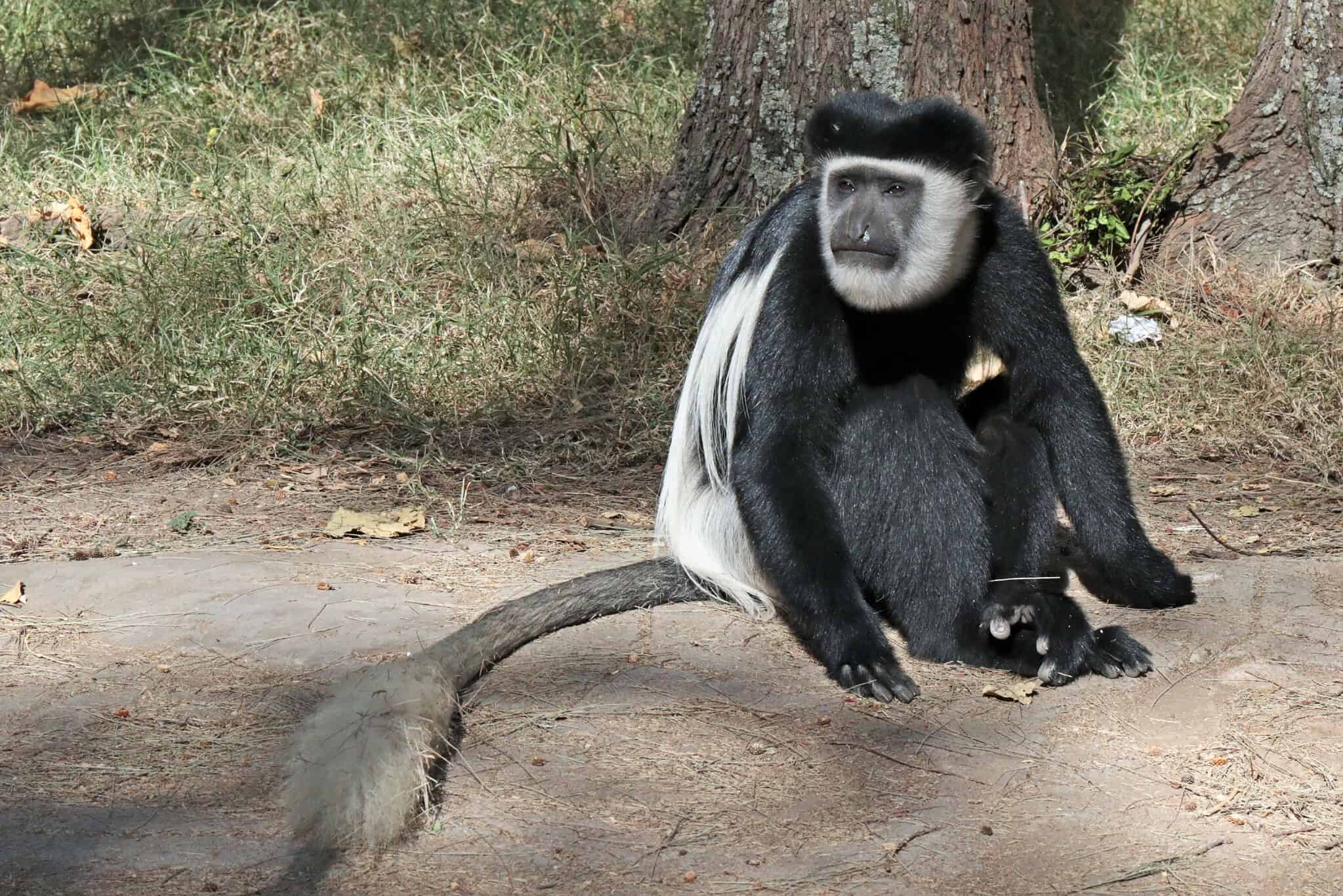 The World's 10 Largest Monkeys - A-Z Animals