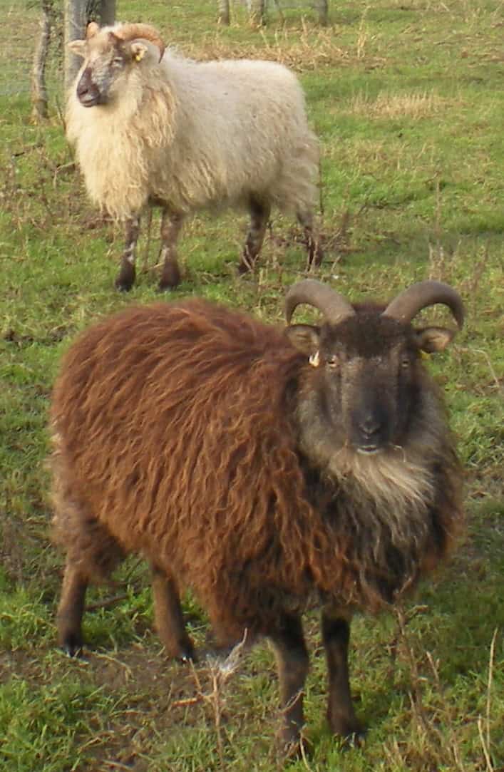 The Top 16 Cutest Sheep Breeds