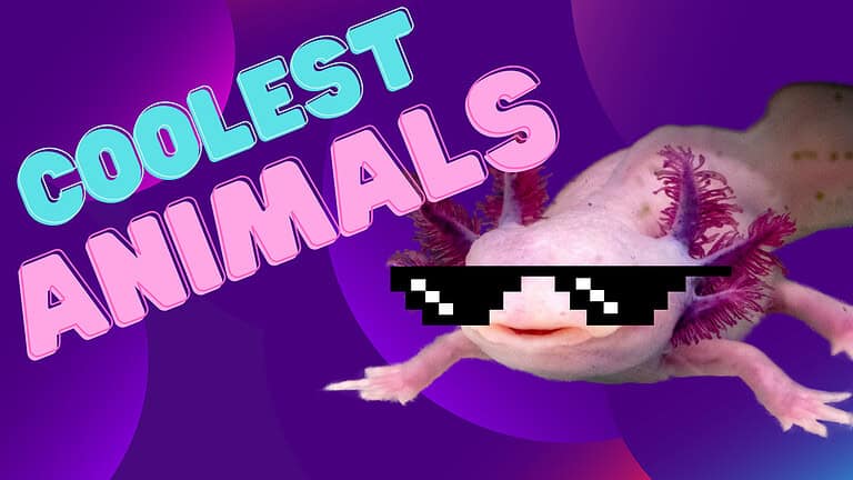 Our Top 10 Picks for the Coolest Animals in the World - A-Z Animals