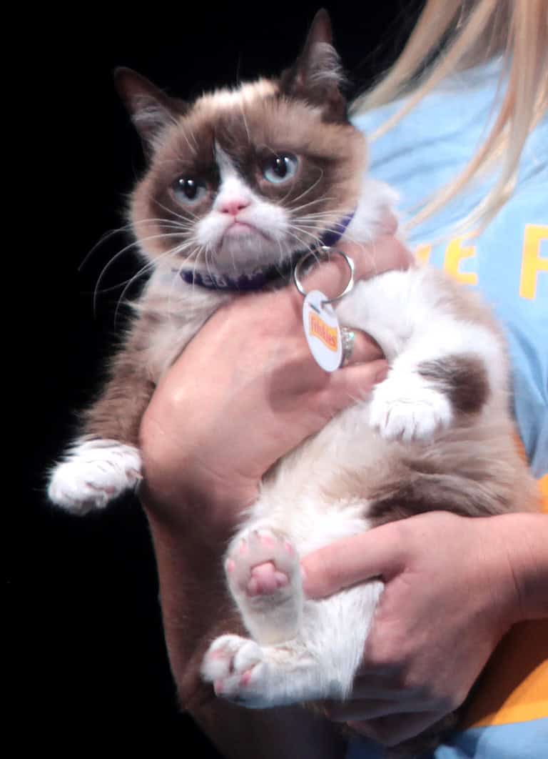 Top 10 Ugliest Cats - A-Z Animals