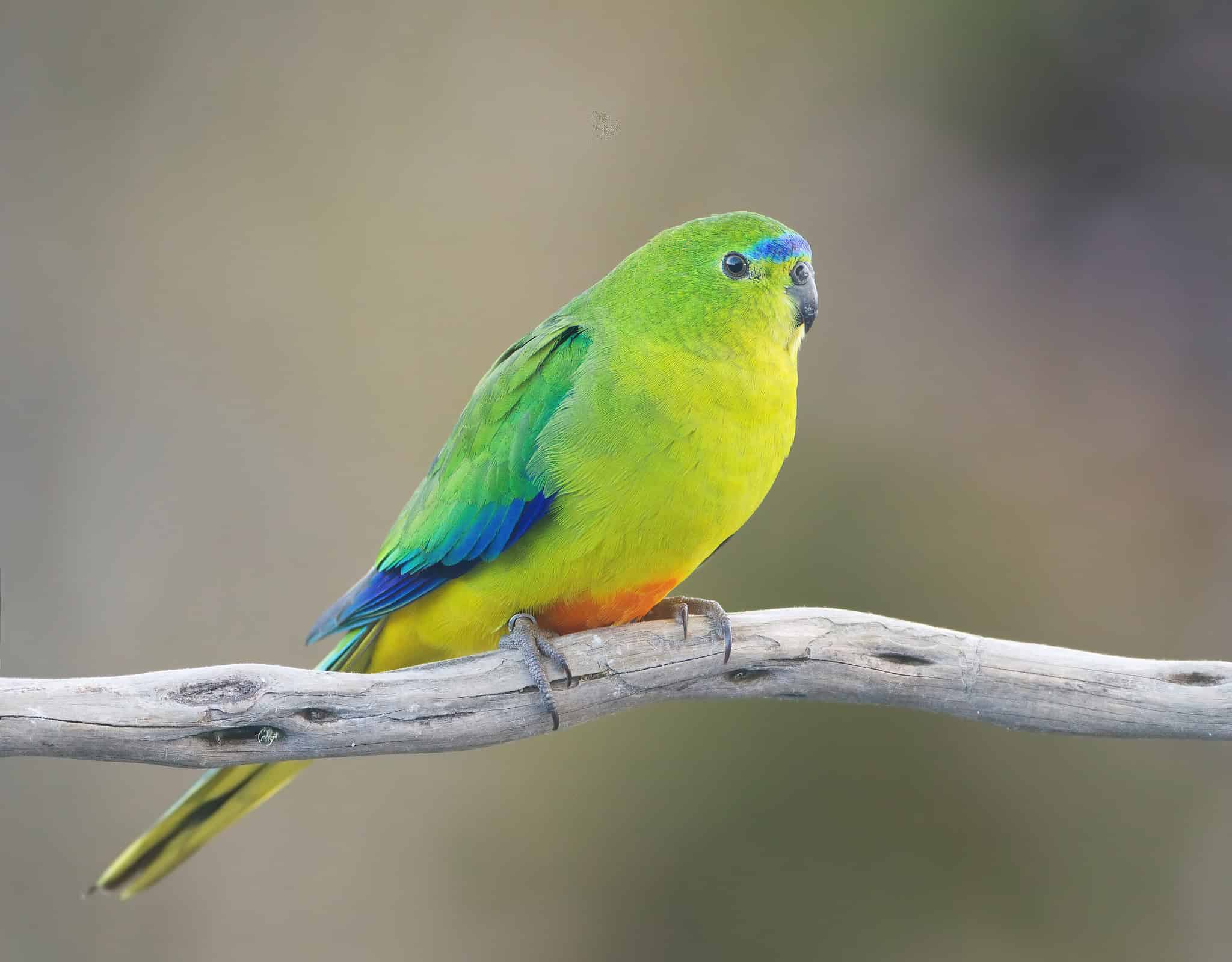 This Parrot Ordered Its Own Snacks Using Alexa - A-Z Animals