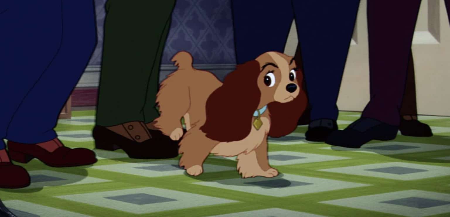 The Roles and Jobs for Which Cocker Spaniels Are Bred - A-Z Animals
