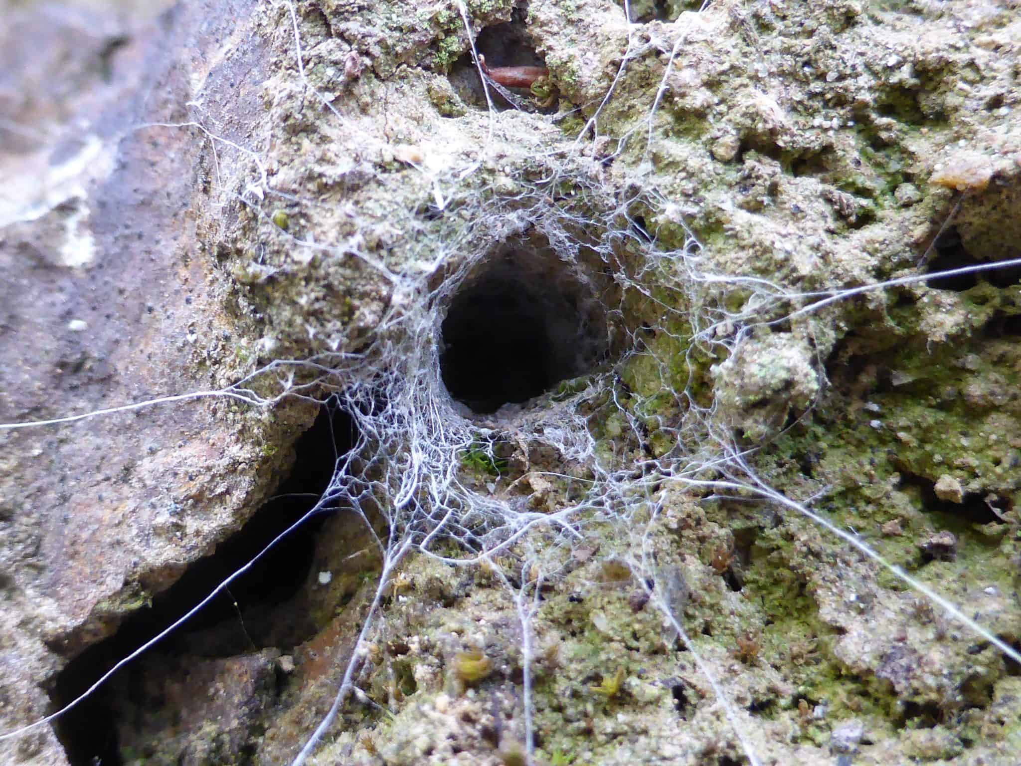 The 7 Types of Spider Webs and the Incredible Spiders That Make Them ...