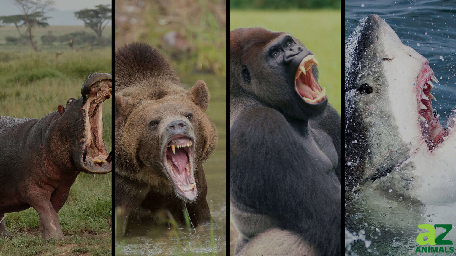 The 10 Strongest Animal Bite Forces in the World - A-Z Animals