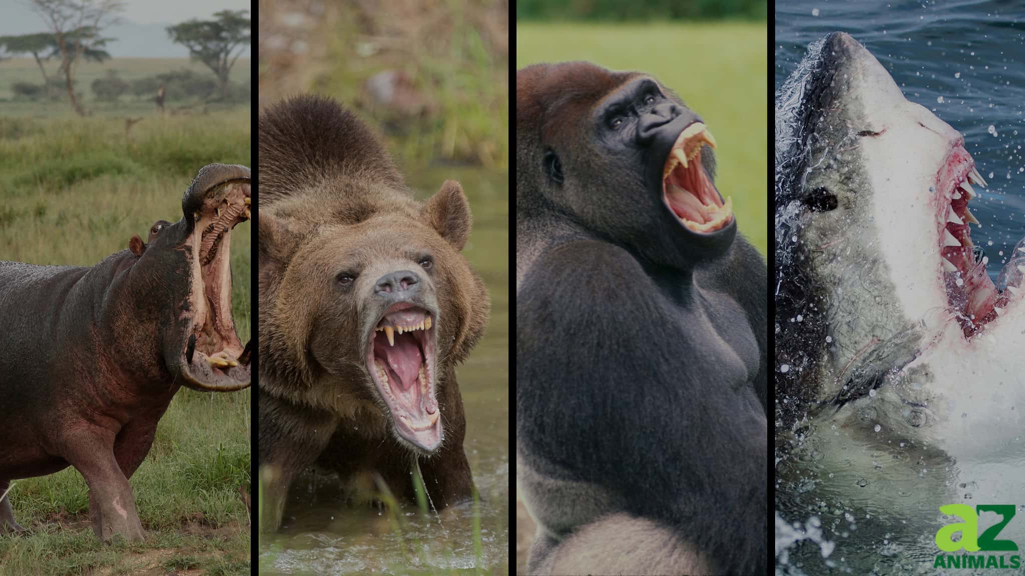 The 10 Strongest Animal Bite Forces in the World - A-Z Animals