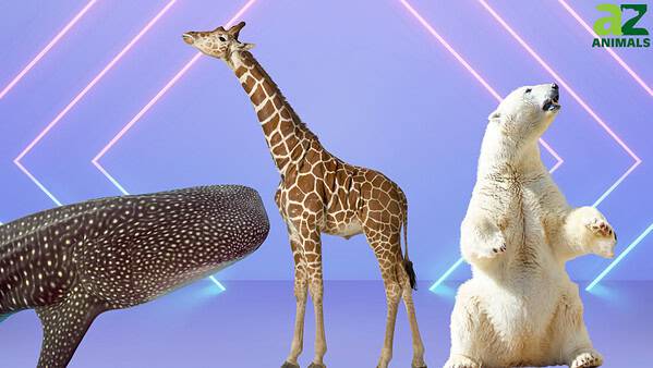 Top 10 Heaviest Animals in the World - A-Z Animals