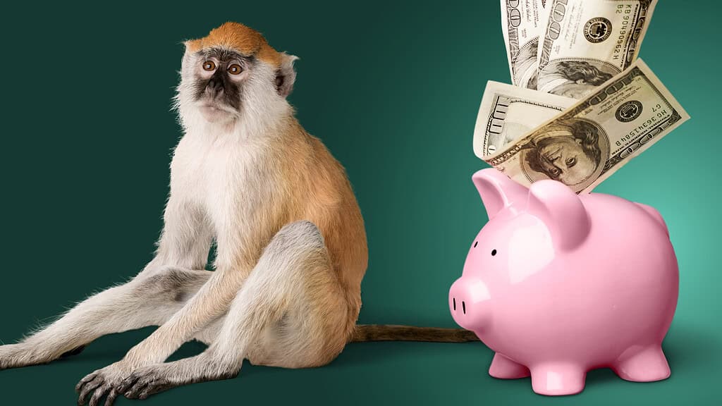 How Much It Costs to Own a Monkey in 2024: Is It Worth the Price Tag ...