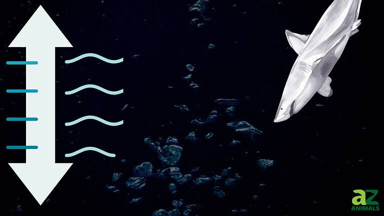 The Telescopefish: The Deep-Sea Predator That Sees Like No Other - A-Z ...