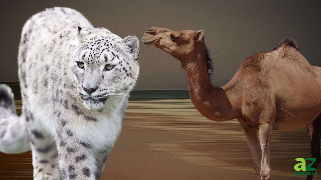 17 Resilient Animals That Adapt To Their Environment - A-Z Animals