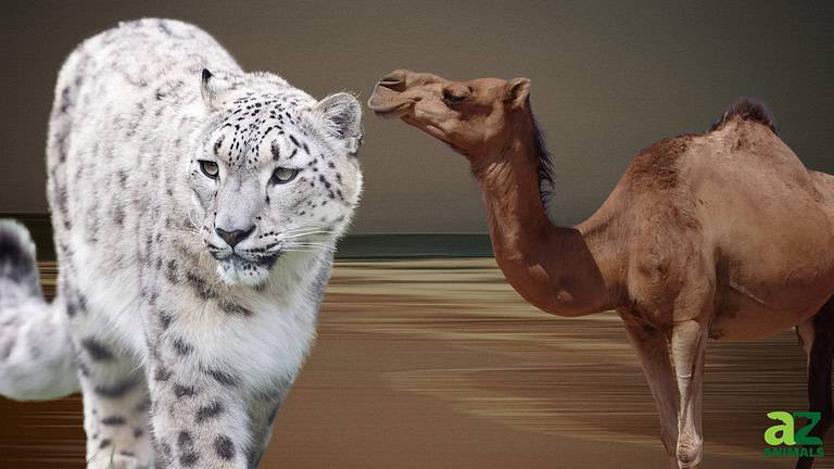 17 Resilient Animals That Adapt To Their Environment - A-Z Animals