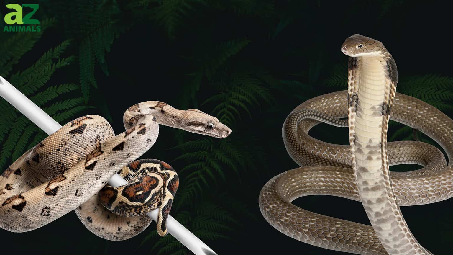 The 10 Biggest Snakes Slithering Around the World - A-Z Animals