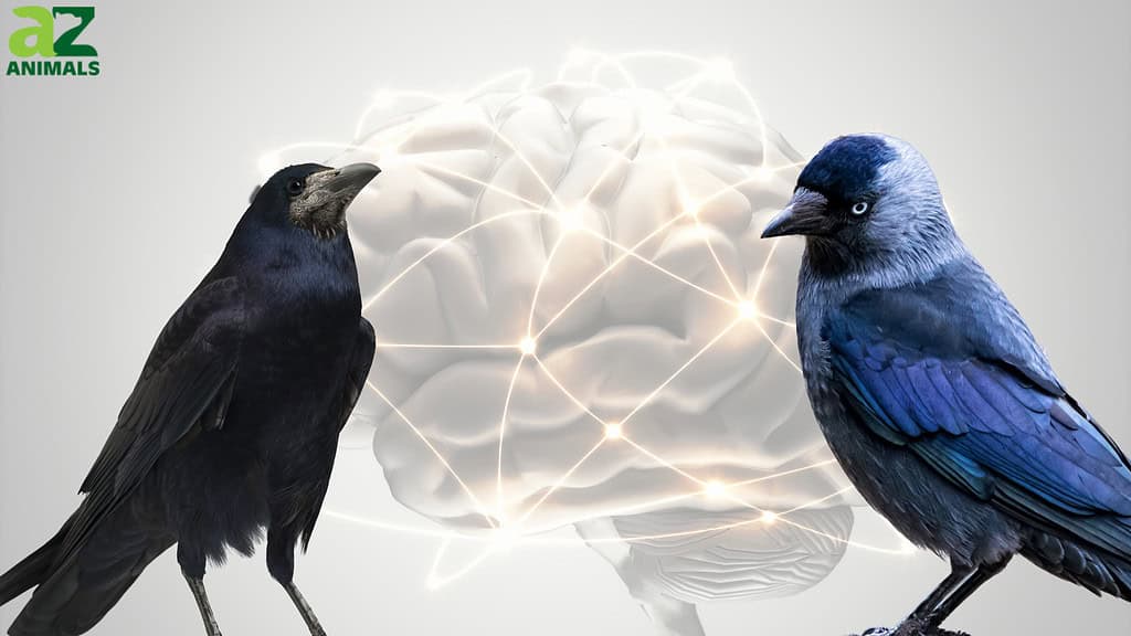 The 9 Smartest Birds in the World (and How They Use Their Intelligence ...