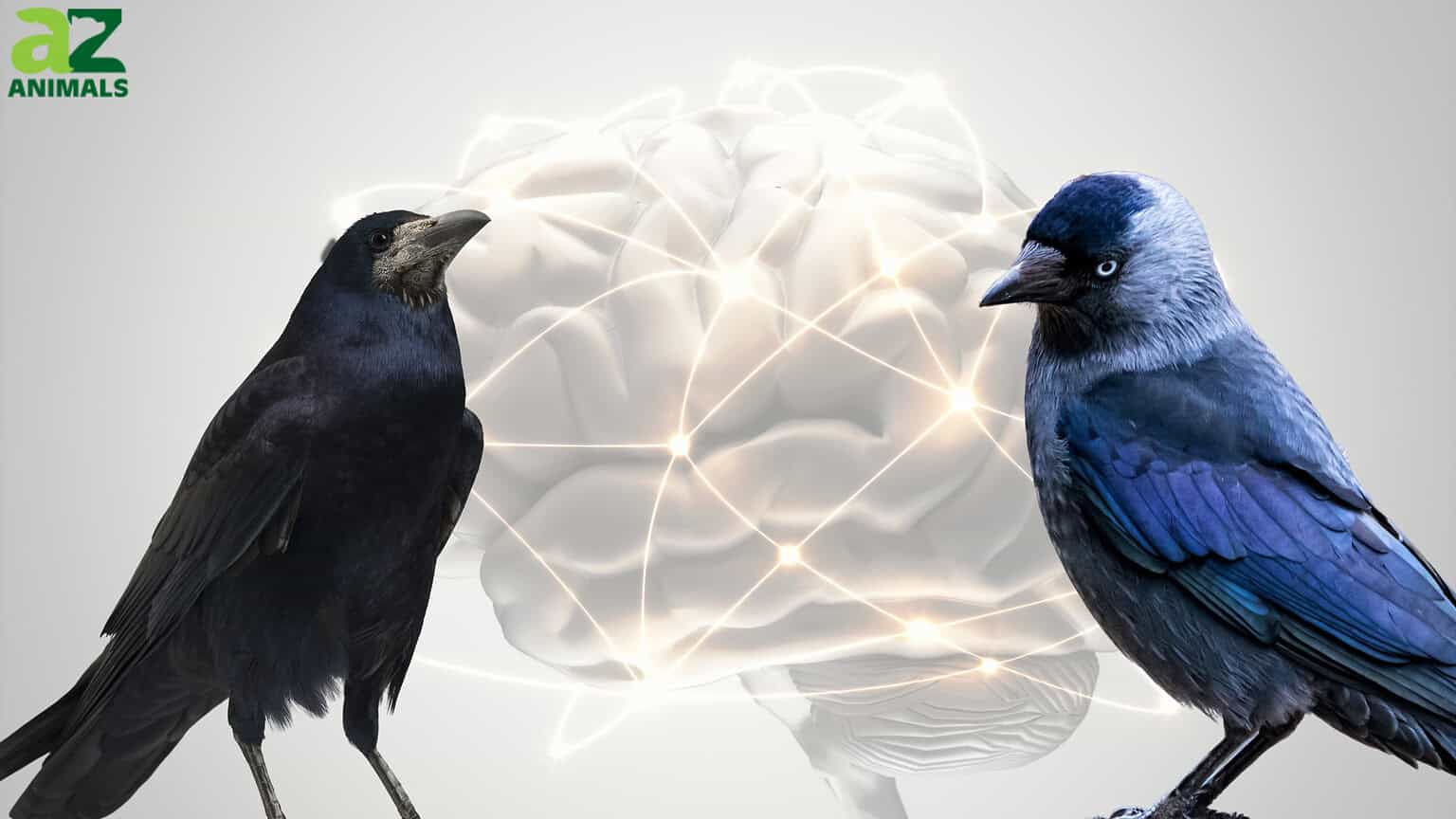 The 9 Smartest Birds in the World (and How They Use Their Intelligence ...