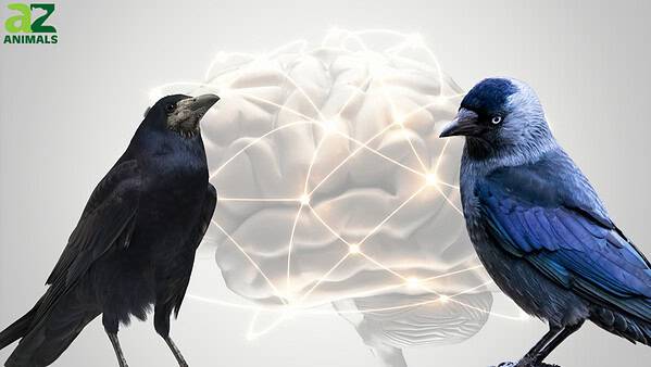 The 9 Smartest Birds in the World (and How They Use Their Intelligence ...