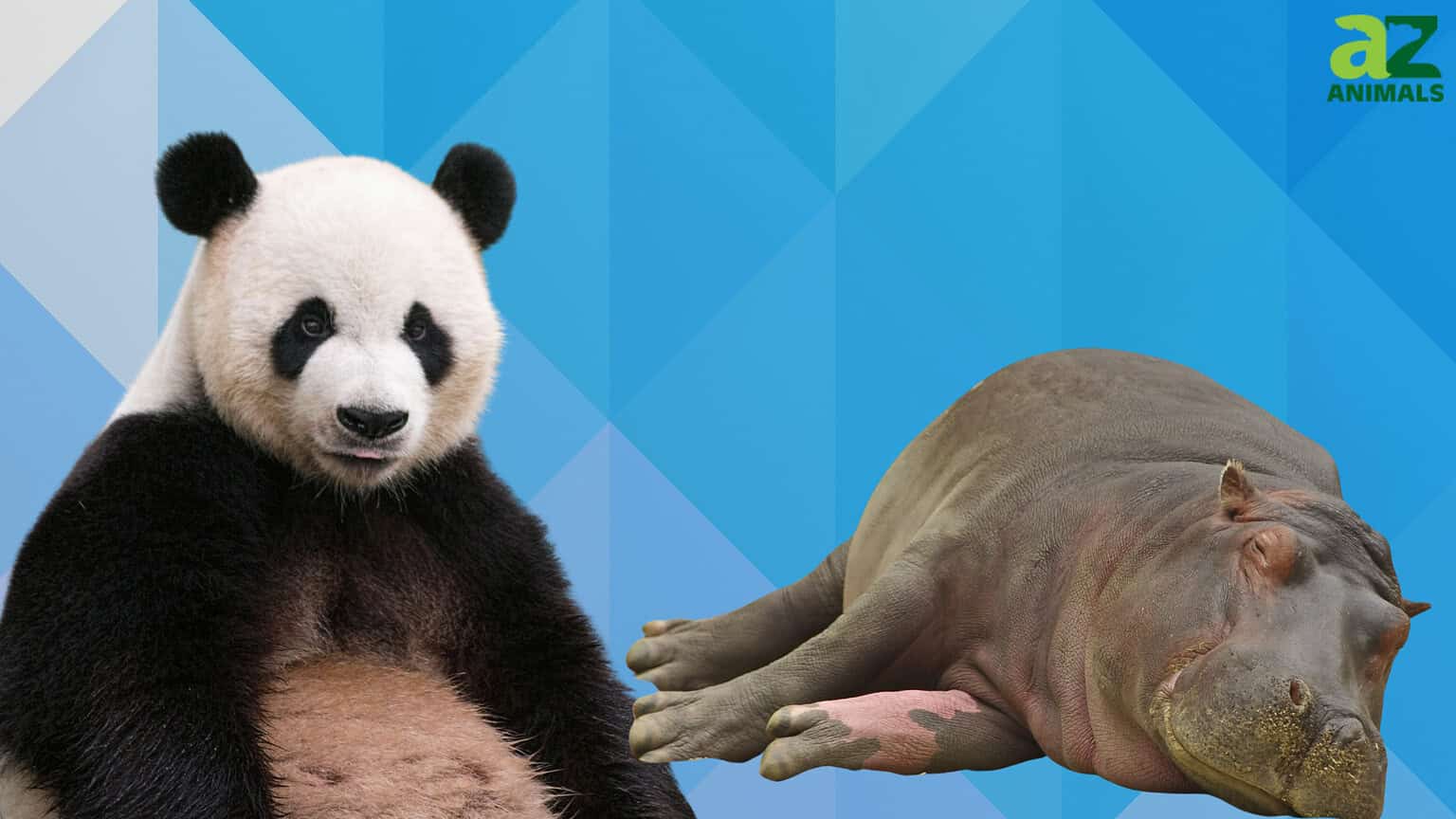 Laziest Animals on Earth: Top 15 | Lazy Animals | AZ Animals