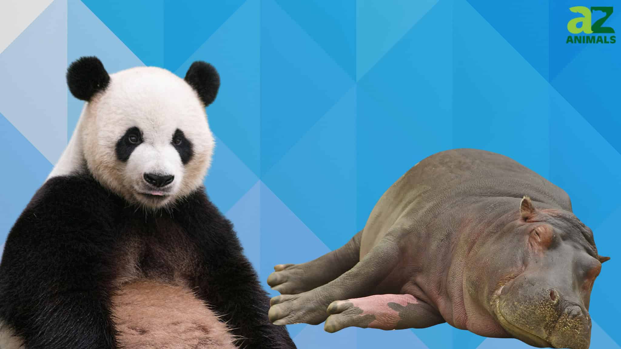 Laziest Animals on Earth: Top 15 | Lazy Animals | AZ Animals