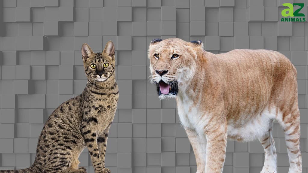 Hybrid Animals: 12 Mythological Species that Actually Exist! | AZ Animals