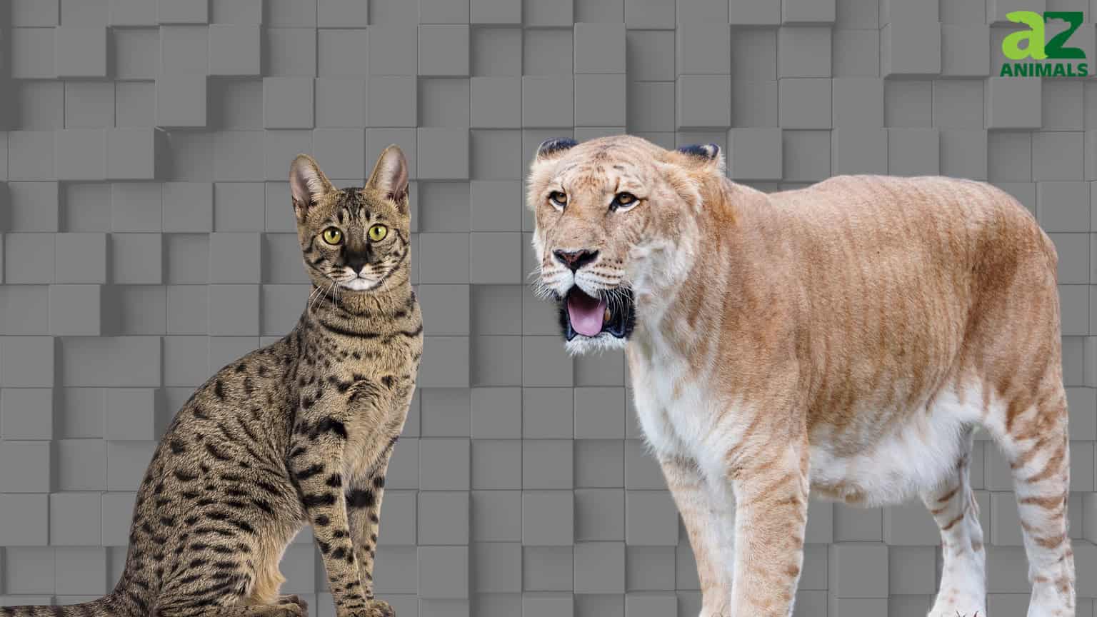 Hybrid Animals: 12 Mythological Species that Actually Exist! | AZ Animals