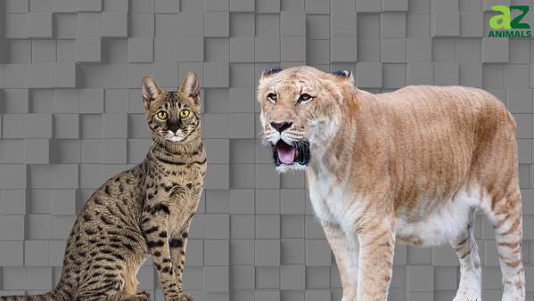 Hybrid Animals: 12 Mythological Species that Actually Exist! | AZ Animals