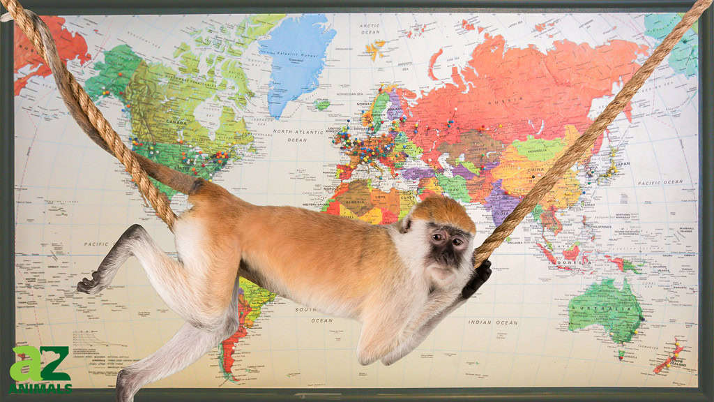 The Most Common Places to Find Monkeys Around the World - A-Z Animals