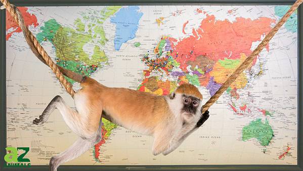 The Most Common Places to Find Monkeys Around the World - A-Z Animals