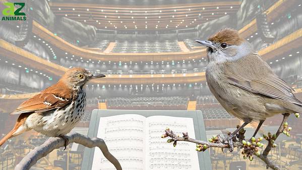 10 Birds That Sing: The Most Beautiful Bird Songs in the World - A-Z ...