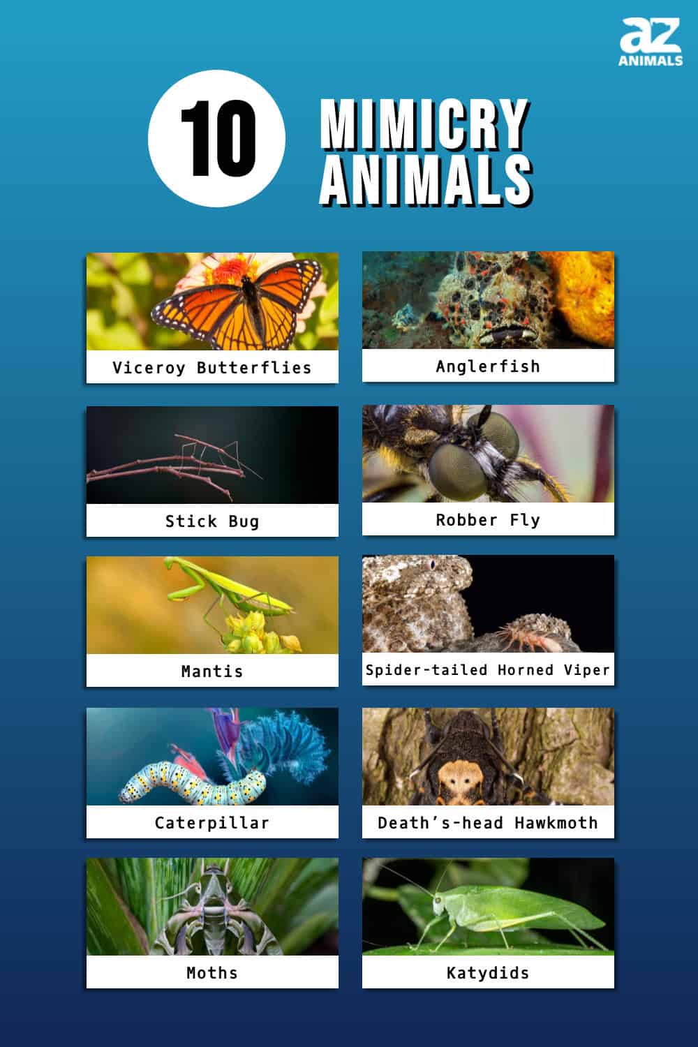 Mimicry Animals: 10 Animals That Use Mimicry to Survive - A-Z Animals