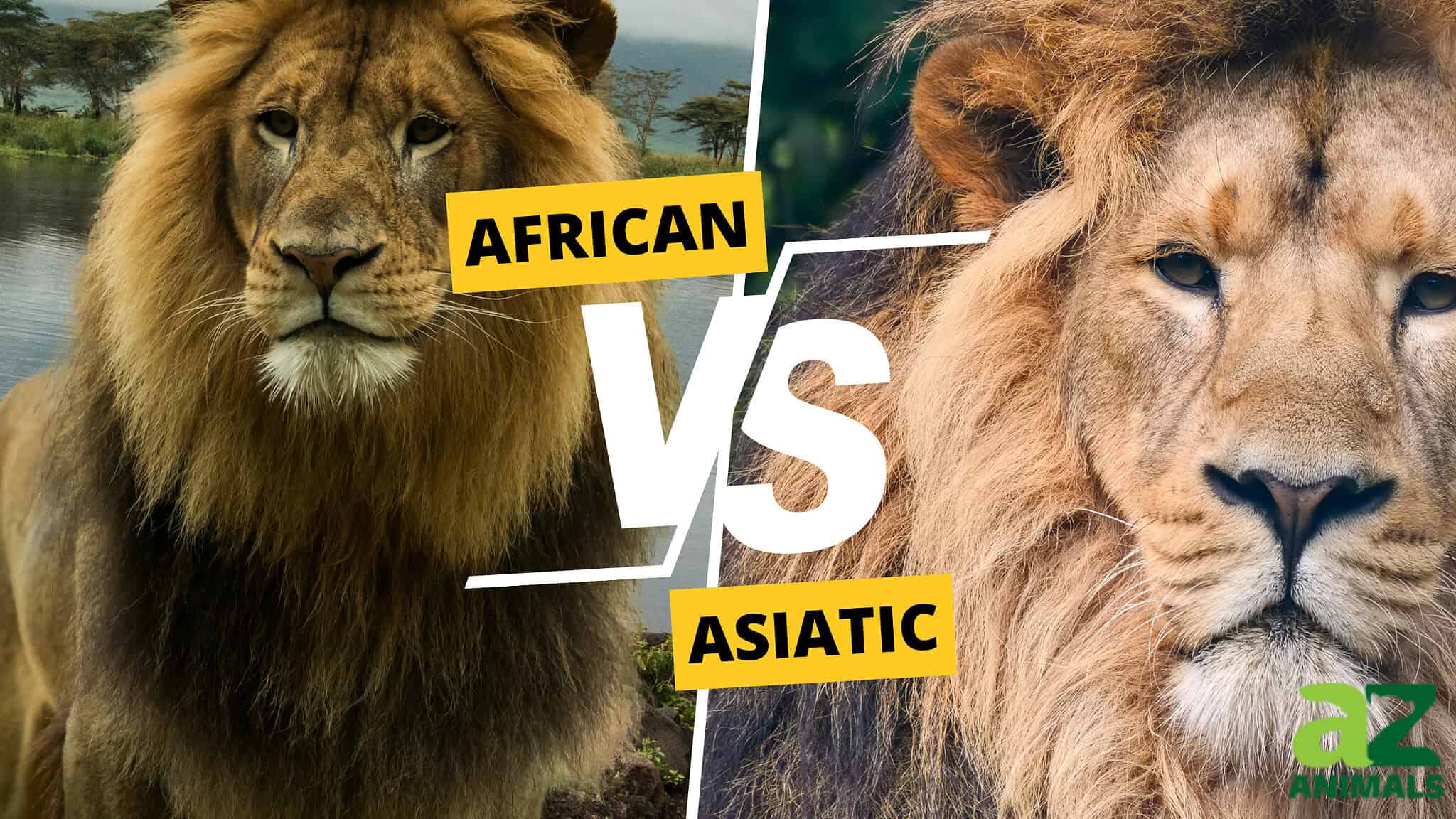 Understanding The Two Lion Subspecies (Asiatic and African Lions) - A-Z ...