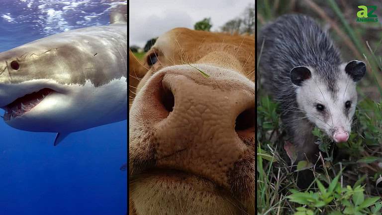 The 20 Animals with the Strongest and Best Sense of Smell - A-Z Animals